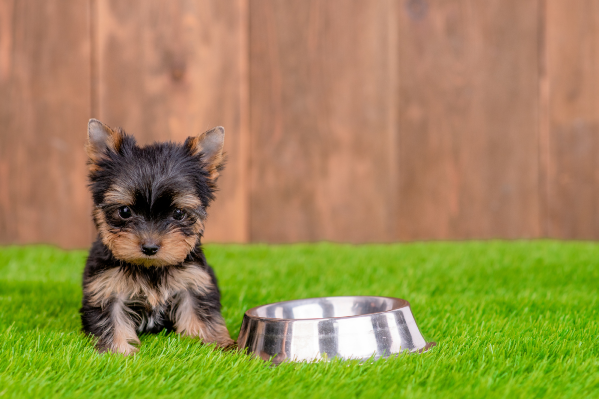 8 Yorkie Breeders In Florida That You Can Trust