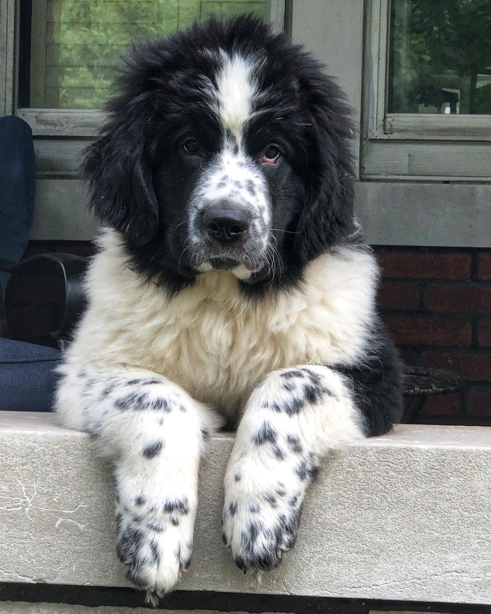 European Vs The Standard Landseer Newfoundland