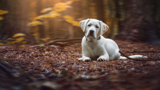15 Best White Labrador Breeders In The United States