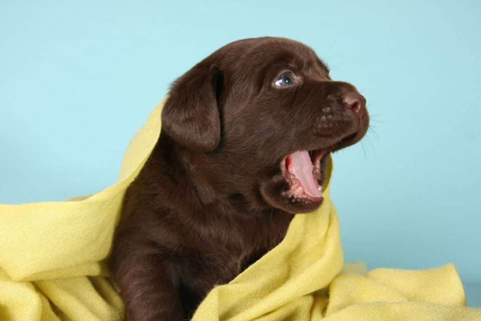 8 Puppy Teething Symptoms Every Dog Owner Should Know