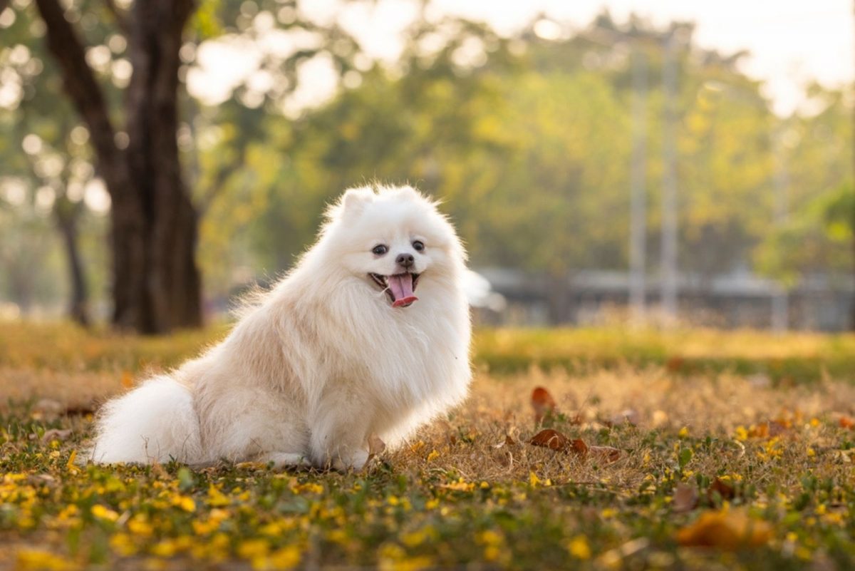 3 Japanese Spitz Breeders In The U.S.: Rare And Precious