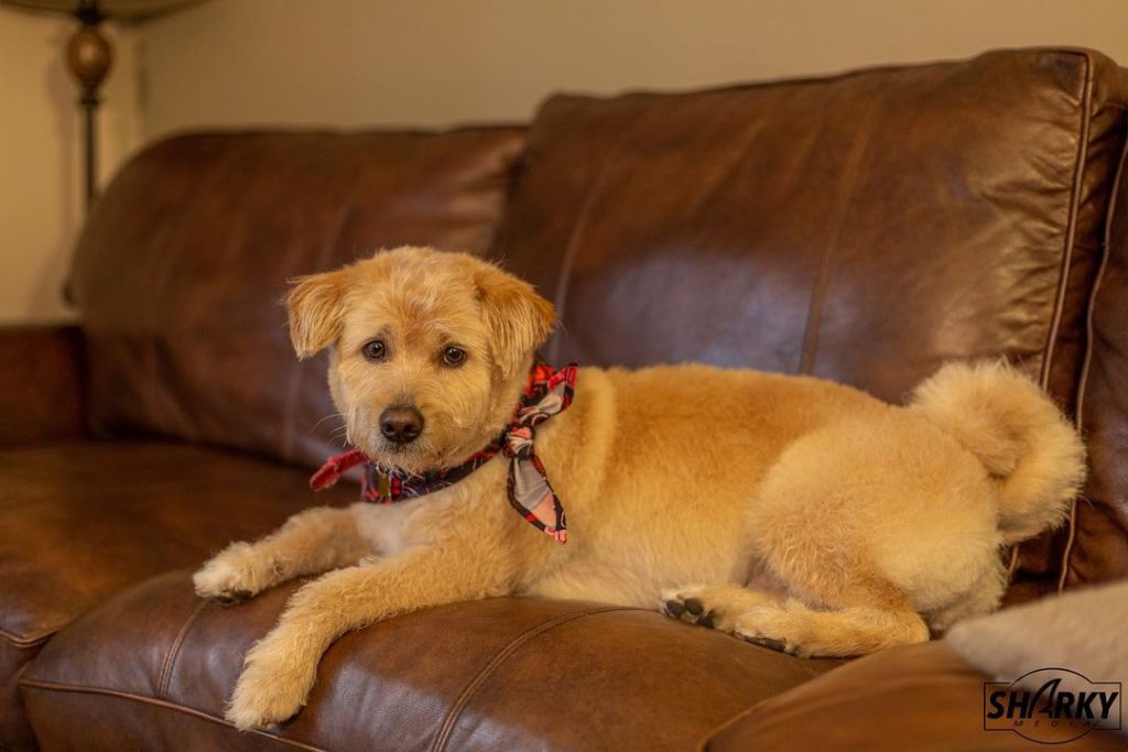 22 Big Poodle Mixes That Will Leave You Breathless