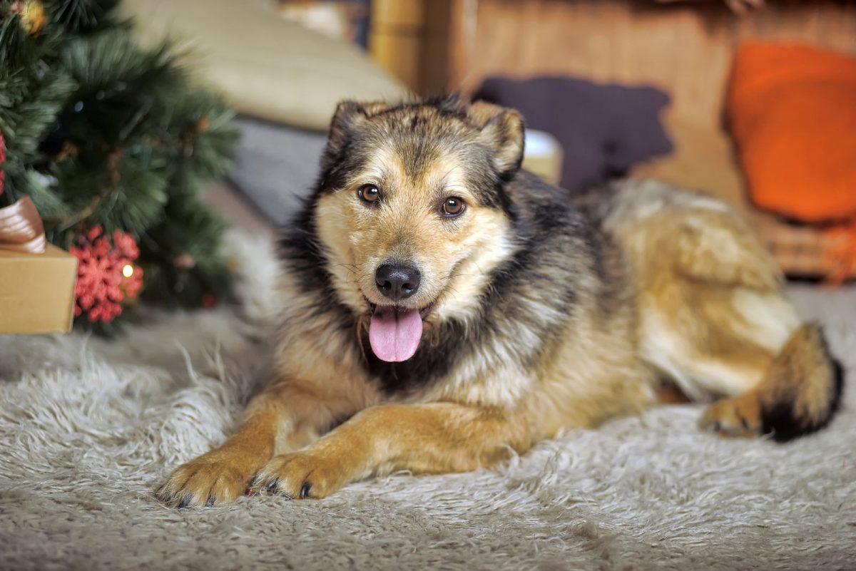 German Shepherd Alaskan Malamute Mix — Loyalty And Devotion