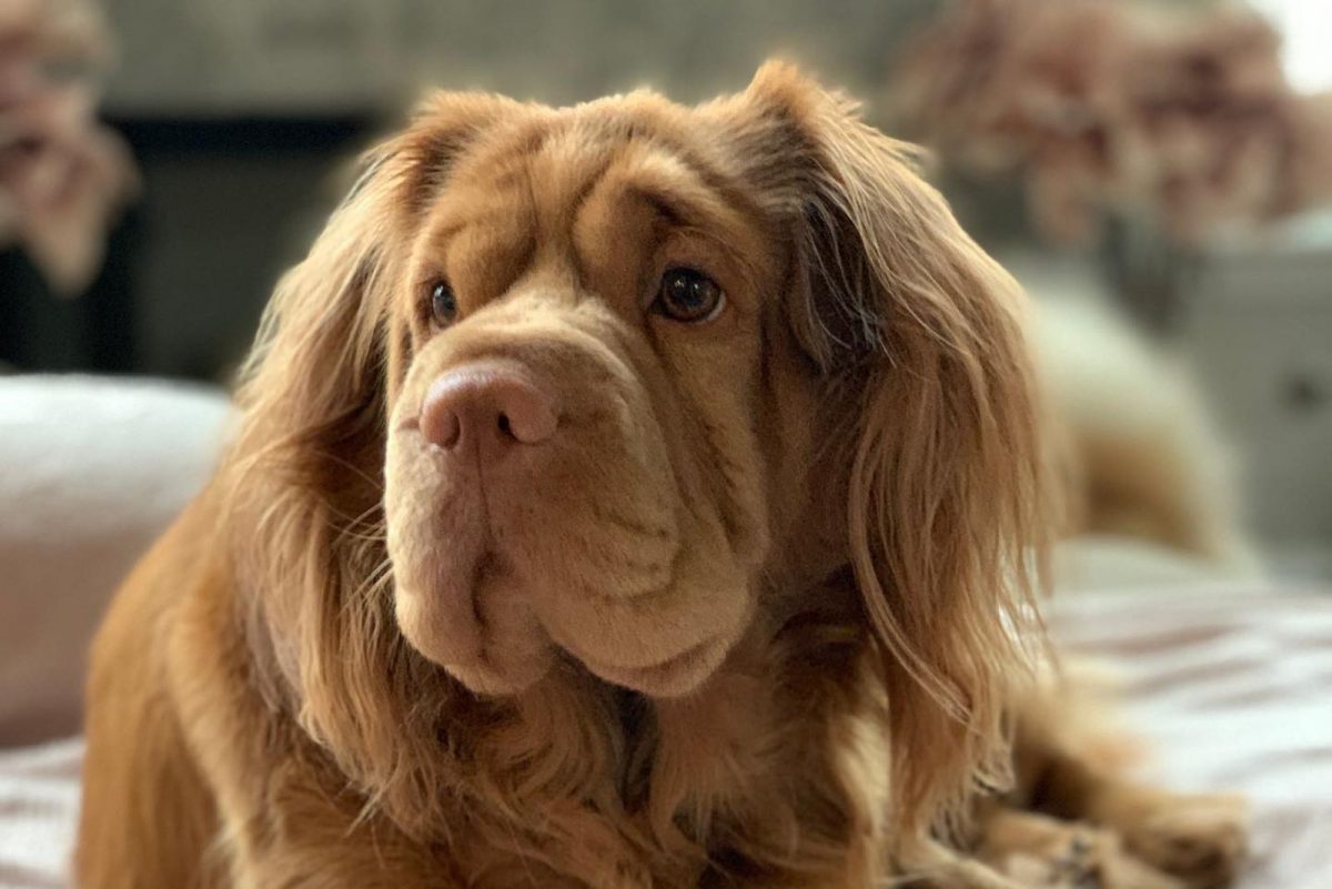 Are Mini Hippo Dog Breeders As Common As Hen's Teeth?