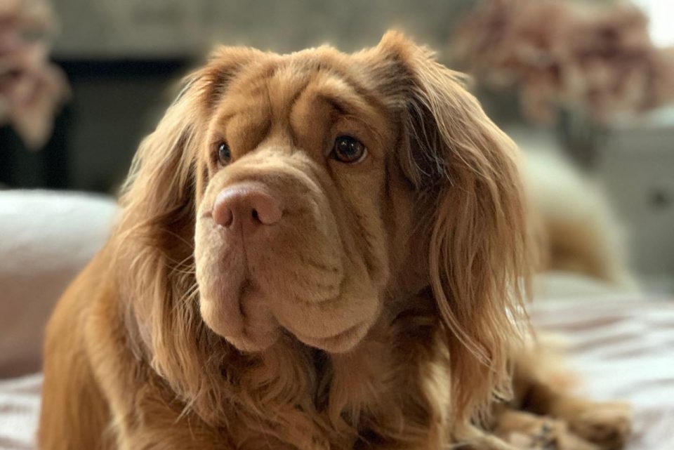 Are Mini Hippo Dog Breeders As Common As Hen's Teeth?