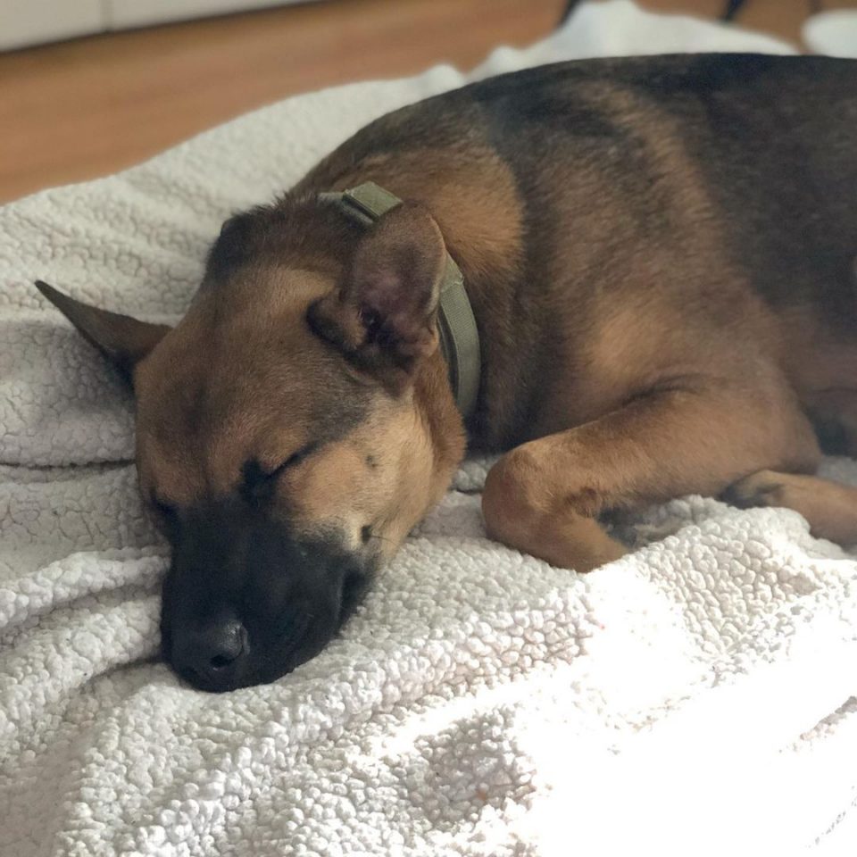 The Black Mouth Cur German Shepherd Mix Complete Guide