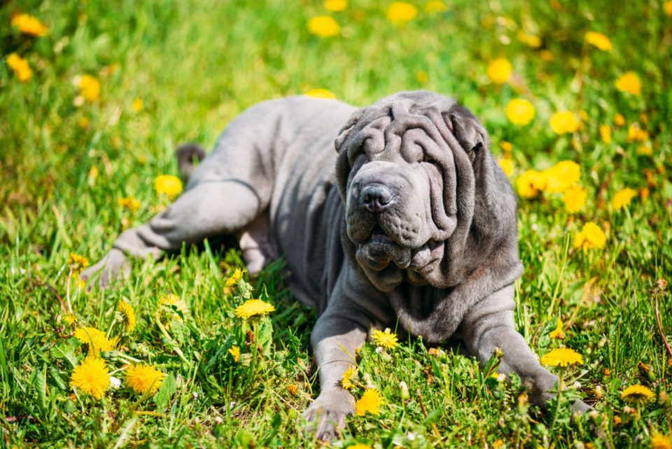 The 8 Best Chinese Shar-Pei Breeders In The United States