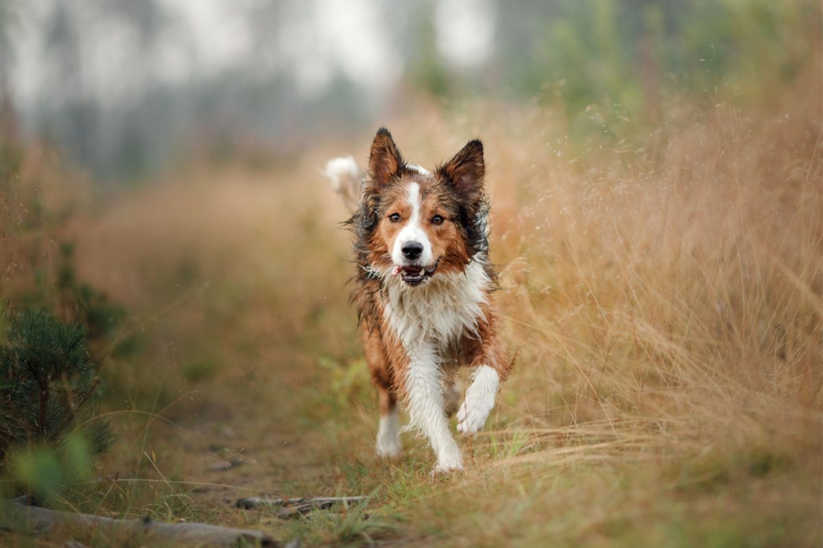 Why Is My Dog Walking Sideways: 11 Possible Reasons