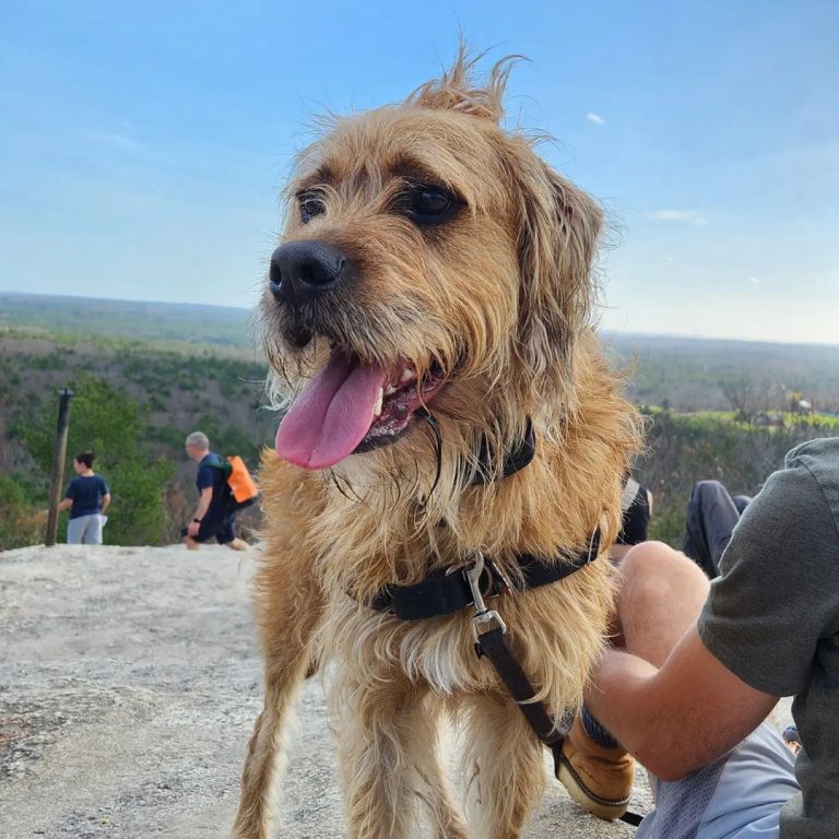 22 Big Poodle Mixes That Will Leave You Breathless