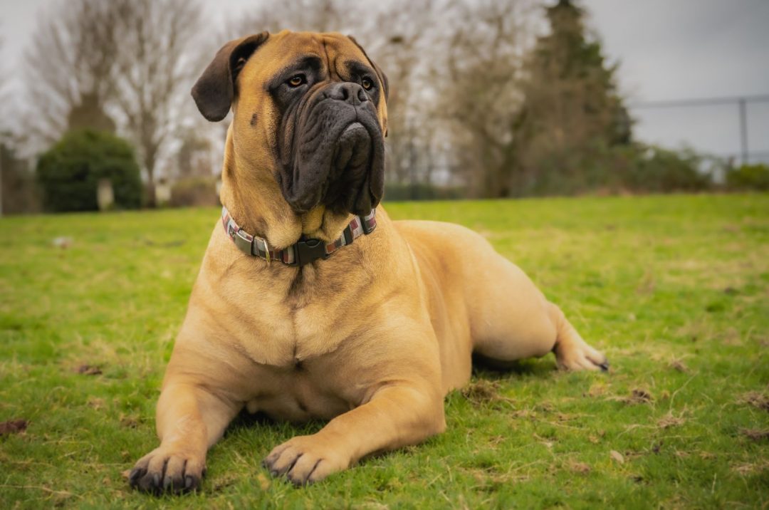 Bullmastiff Growth Chart: They're Large & They're In Charge