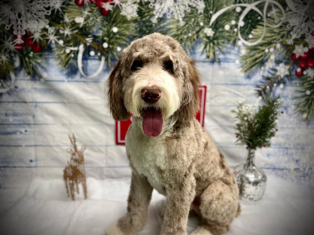 27 Catahoula Mixes: Mixing The Best Of The South