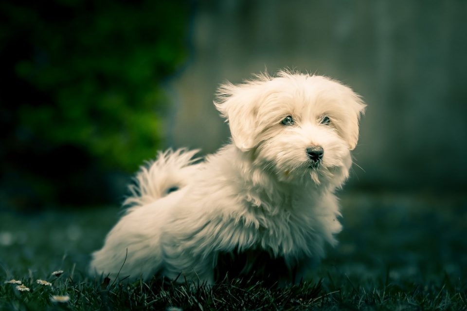 8 Creditable Coton De Tulear Breeders Across The States