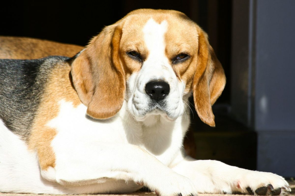 Why Does My Dog Purr? 6 Reasons For This Odd Behavior