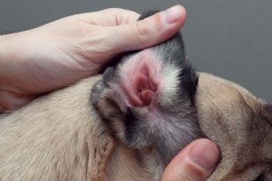 How To Get Rid Of Mites On Dogs? — 11 Solutions