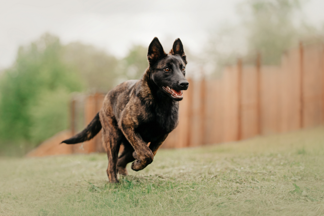 5 Dutch Shepherd Breeders With An Outstanding Reputation
