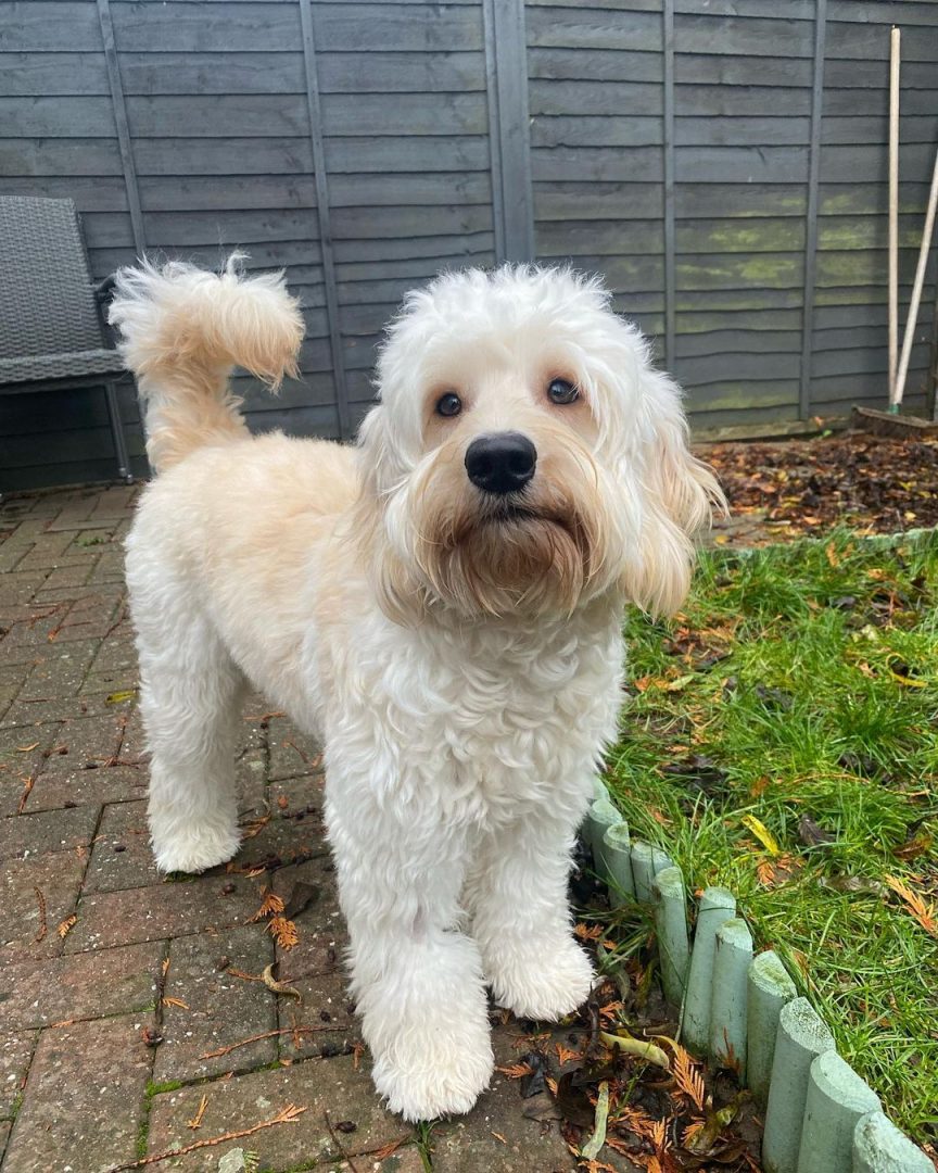 F1b Cockapoo: Is This The Best Generation?