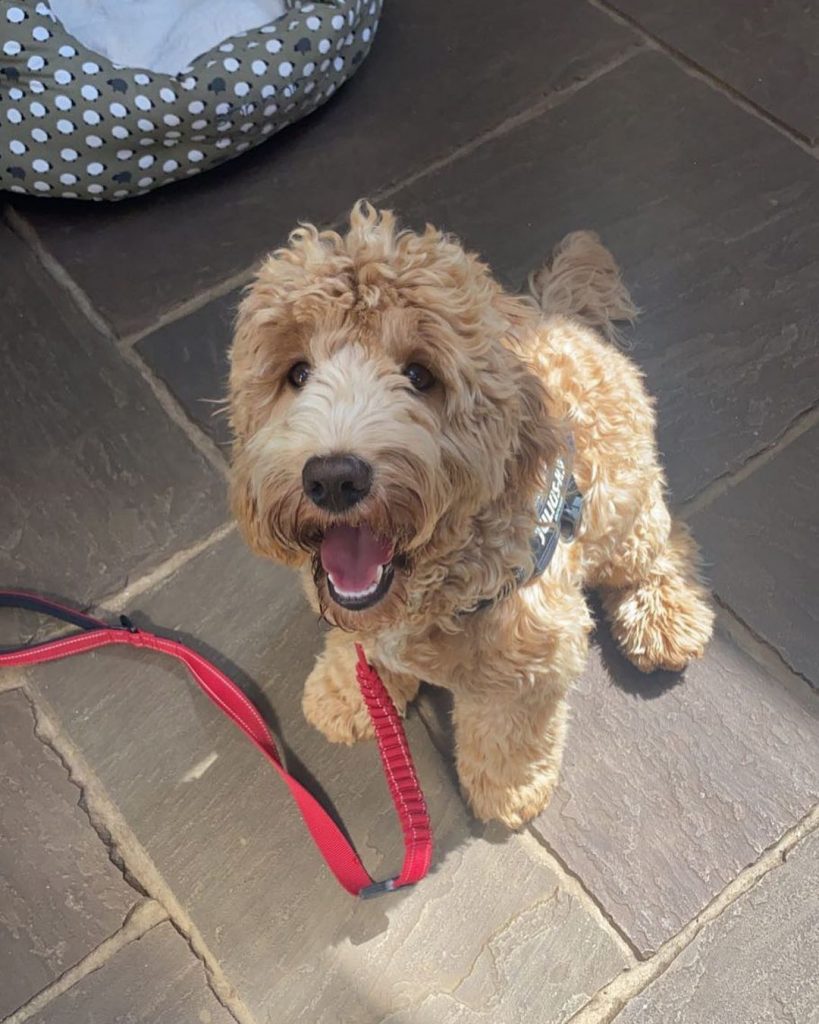 F1b Cockapoo: Is This The Best Generation?