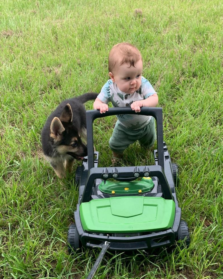 German Shepherd Alaskan Malamute Mix — Loyalty And Devotion