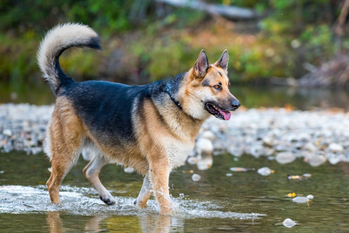 German Shepherd Alaskan Malamute Mix — Loyalty And Devotion