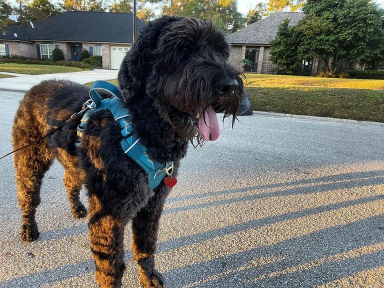 The Giant Schnoodle: This One Will Make You Love Dogs Even More