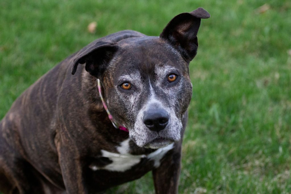 Hunched Back In Dogs: 11 Possible Reasons