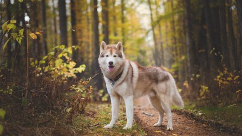 Husky Growth Chart 101