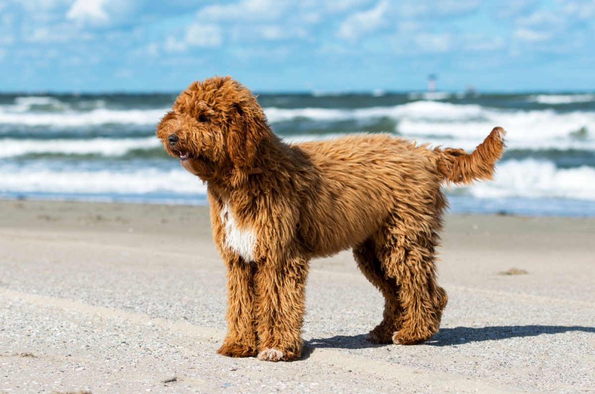 22 Big Poodle Mixes That Will Leave You Breathless