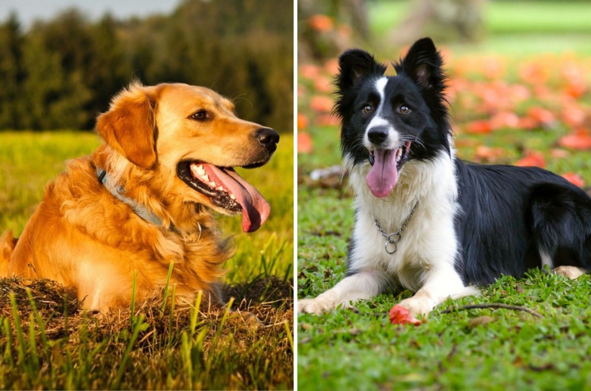 Is Border Collie Golden Retriever Mix The Best Designer Dog