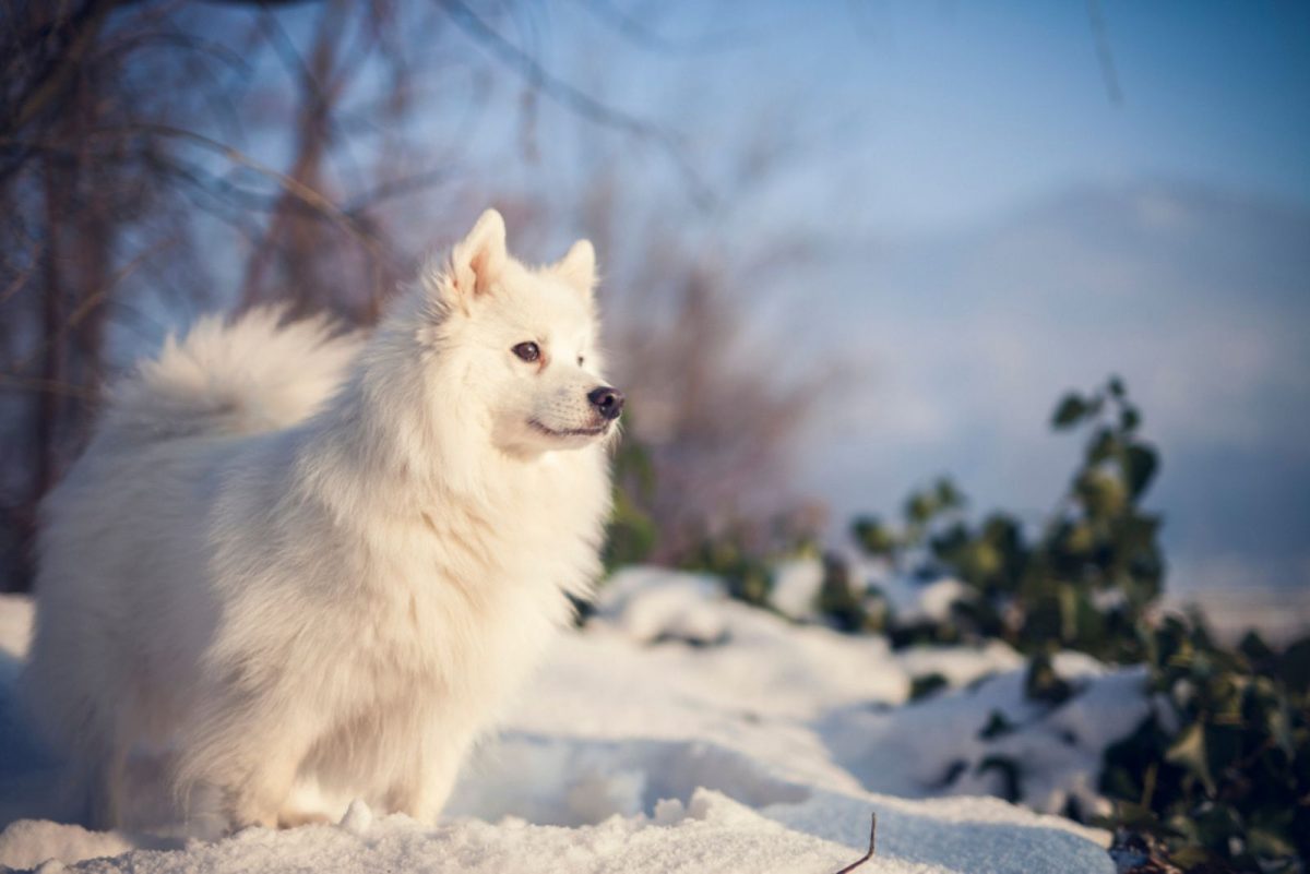 3 Japanese Spitz Breeders In The U.S.: Rare And Precious