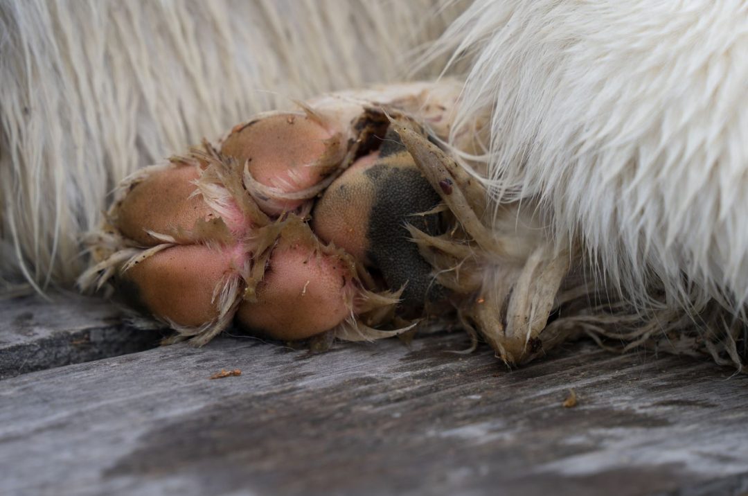 My Dogs Paws Are Pink: Is That Normal Or A Cause For Worry?