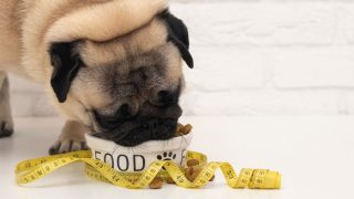 Pug Growth Chart: Some Pugs Are Bigger Than Others