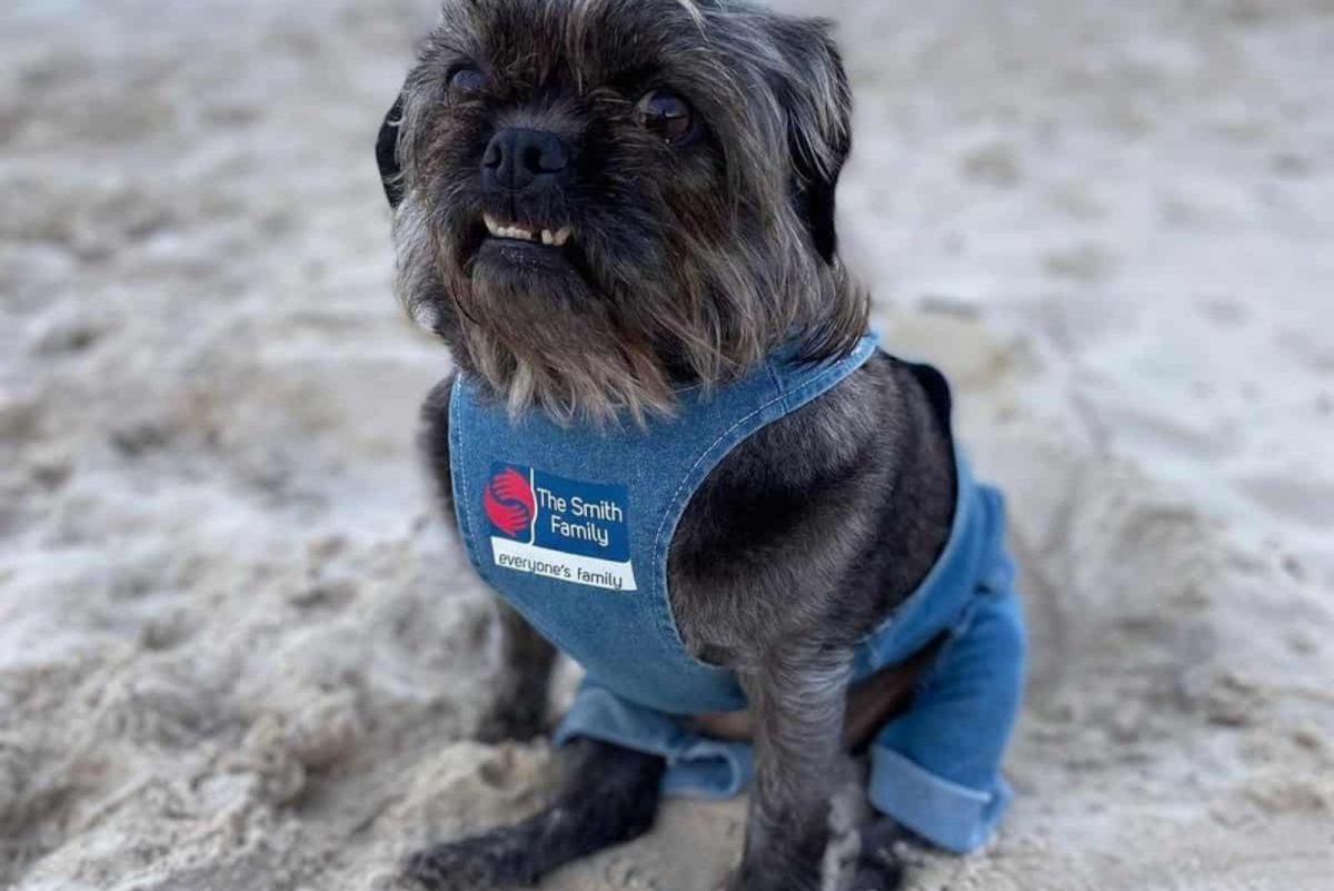 Smallest Poodle Mixes: You’re Gonna Love All 23 Of Them