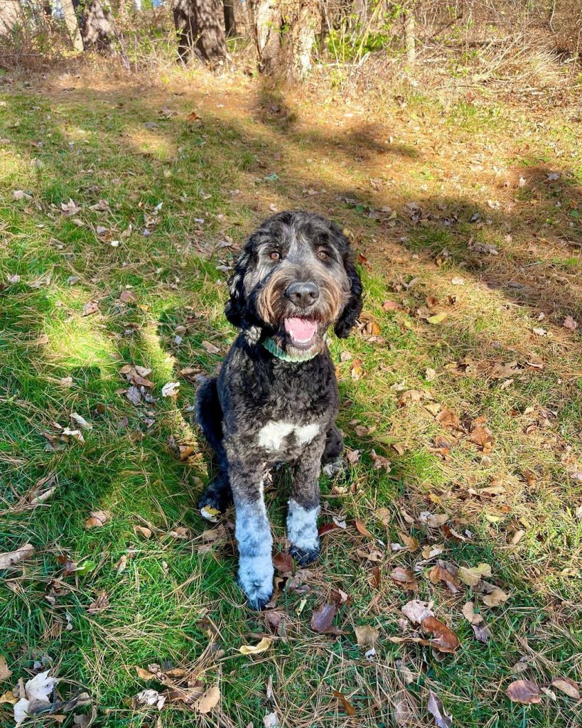 22 Big Poodle Mixes That Will Leave You Breathless