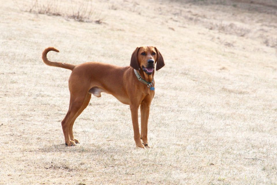 5 Best Redbone Coonhound Breeders In The US