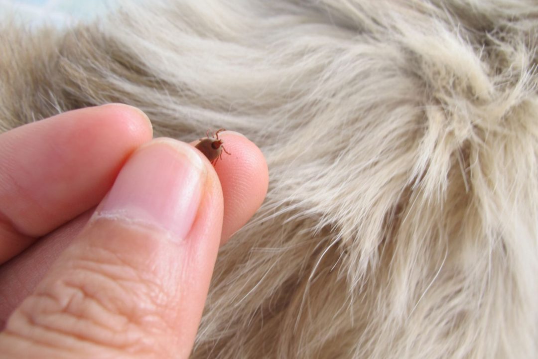 How To Get Rid Of Mites On Dogs? — 11 Solutions