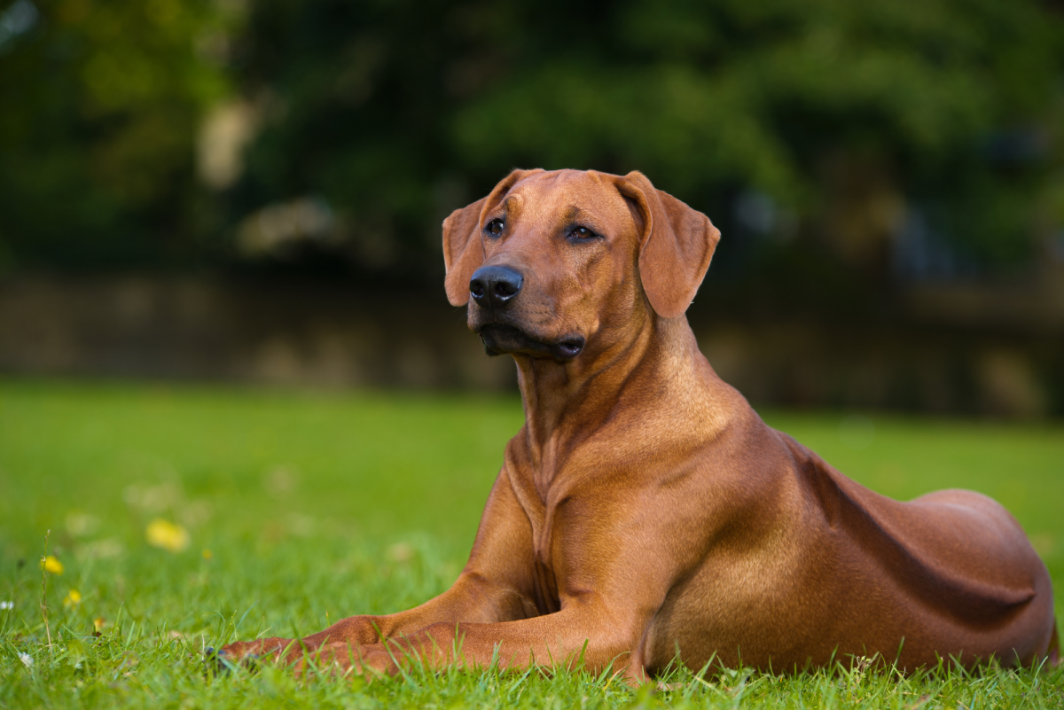 The Rhodesian Ridgeback Growth Chart: Everything To Know
