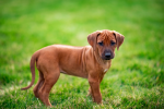 The Rhodesian Ridgeback Growth Chart: Everything To Know