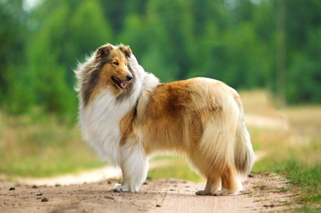 Rough Collie Growth Chart: How Big Does Lassie Get?