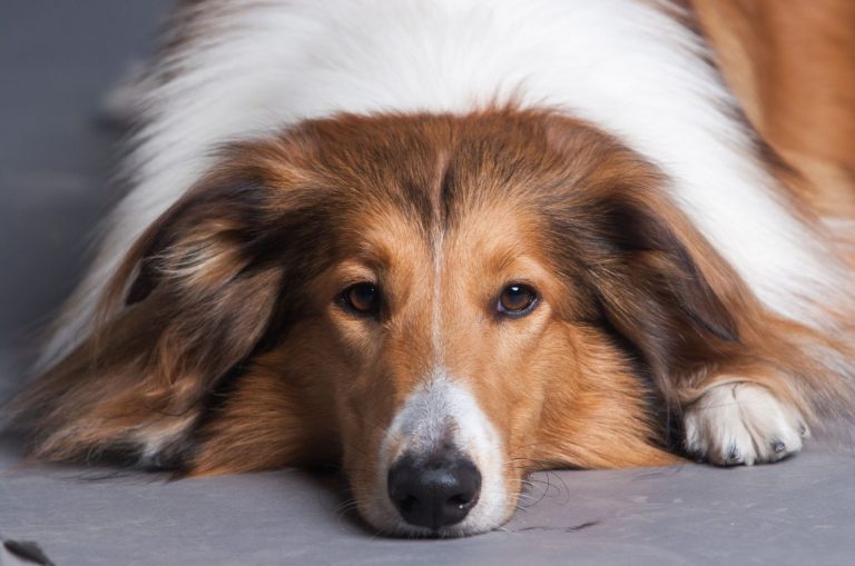 Rough Collie Growth Chart: How Big Does Lassie Get?