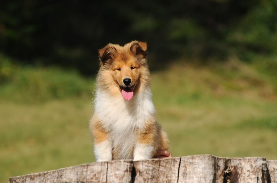 Rough Collie Growth Chart: How Big Does Lassie Get?