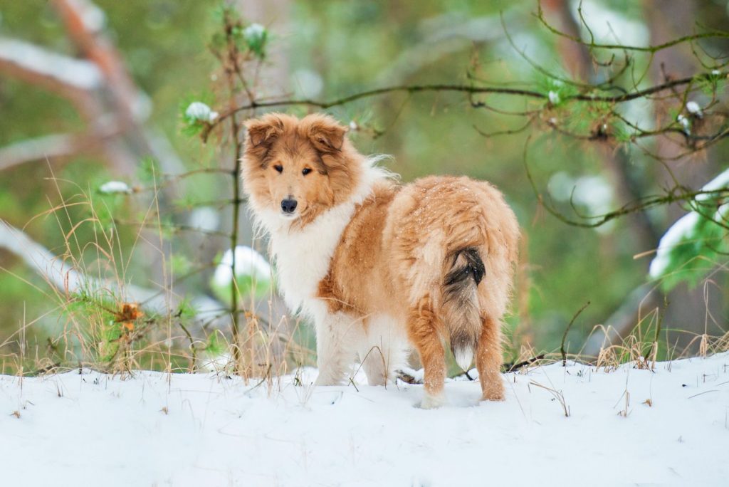 6 Rough Collie Breeders To Find Your Own Lassie