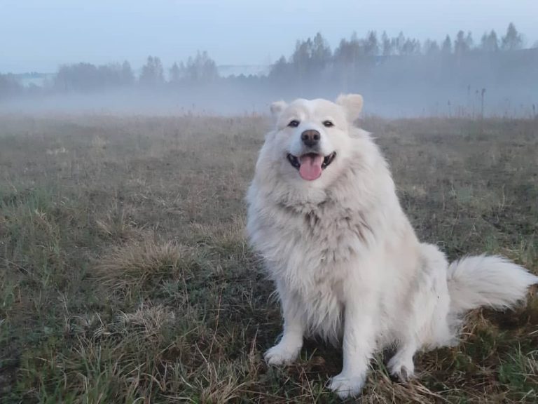 The Samoyed Golden Retriever Mix: Facts You Should Know
