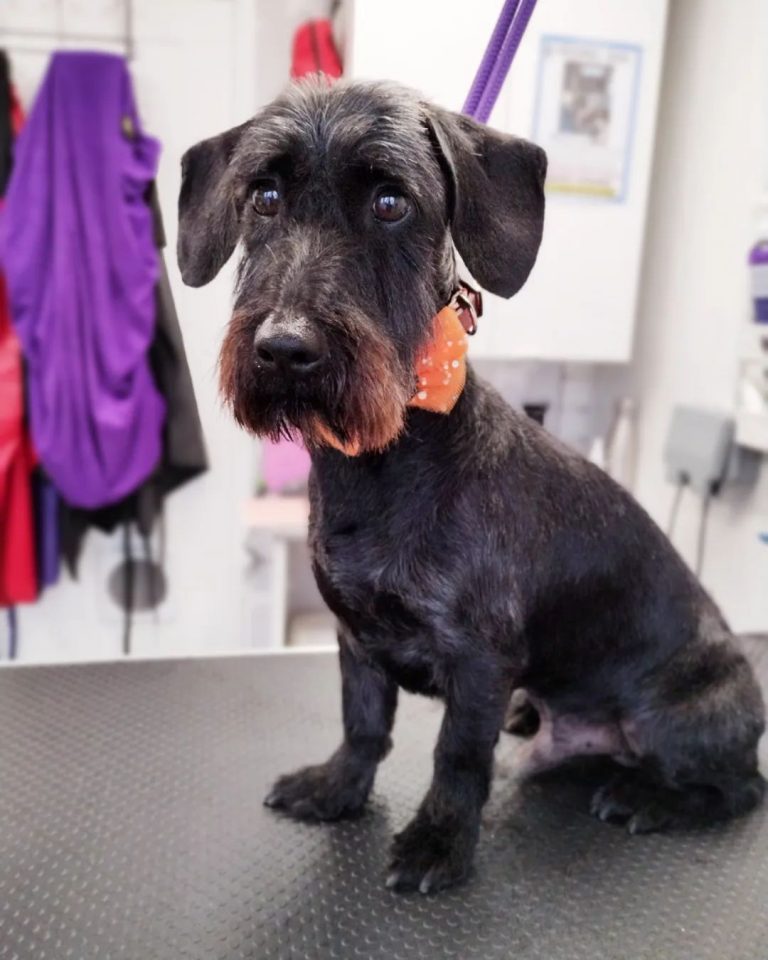 The Schnauzer Dachshund Mix Has Short Legs And Grunge Rags