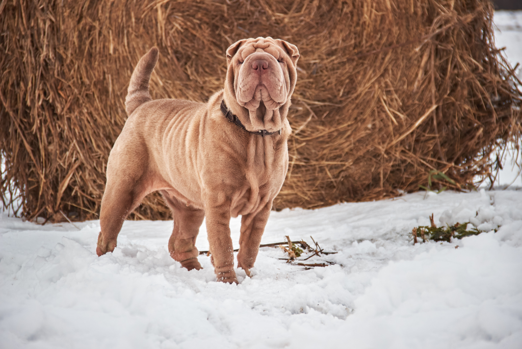 Shar-Pei Growth Chart: How Big Does This Breed Really Get?