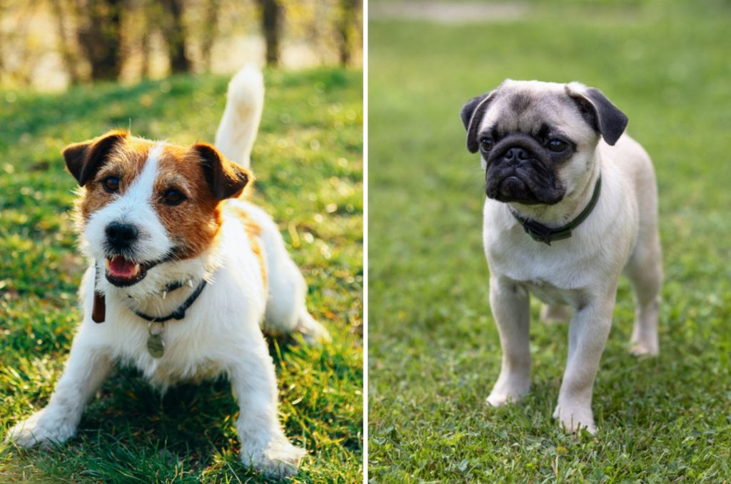 The Jack Russell Pug Mix: Let's Meet The Adorable Jug