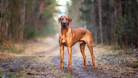 The Rhodesian Ridgeback Growth Chart: Everything To Know
