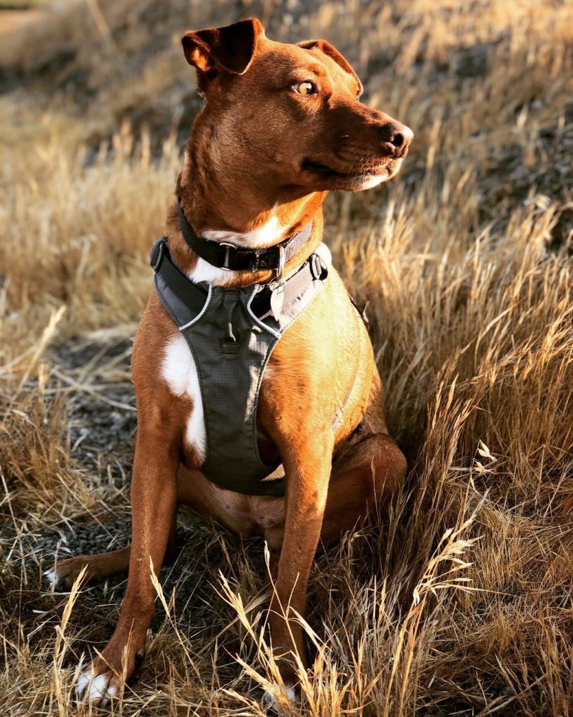 Vizsla Pitbull Mix: Will This Pooch Be The One For You?