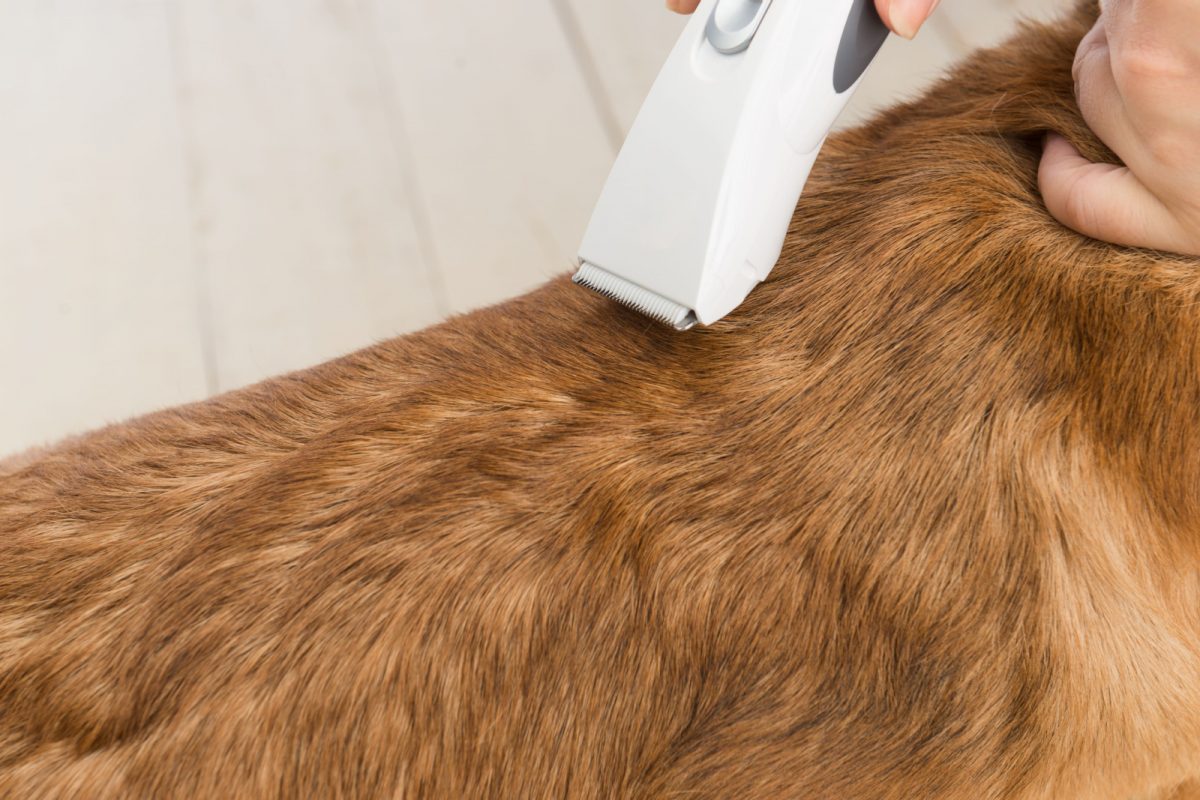 Shaved Corgi: To Buzz Or Not To Buzz, That Is The Question