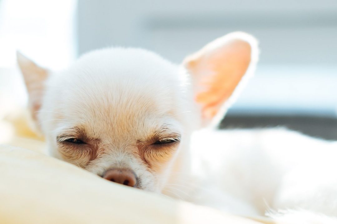 Meet The Whippet Chihuahua Mix - Chi Whip In Detail