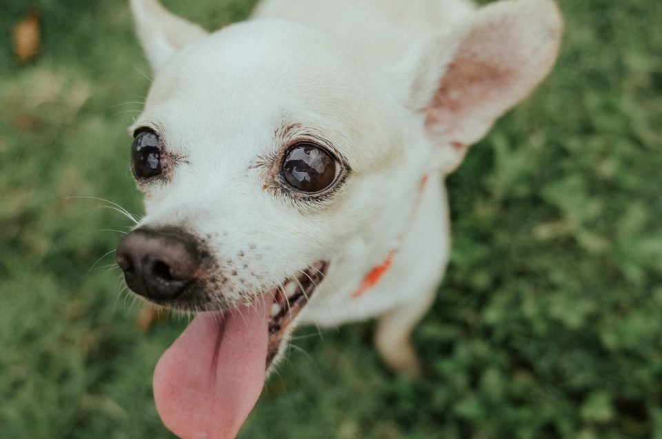 Meet The Whippet Chihuahua Mix - Chi Whip In Detail